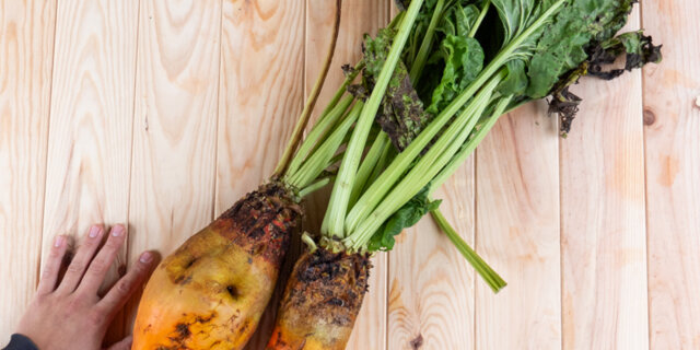 Betterave Jaune et Orange - Guldaeno