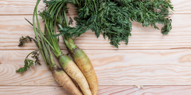 Carotte Blanche - Blanche de Küttingen