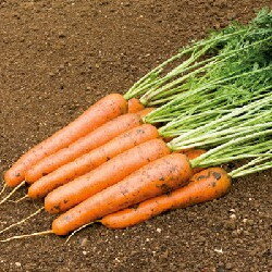Carotte Rouge - Rodelika