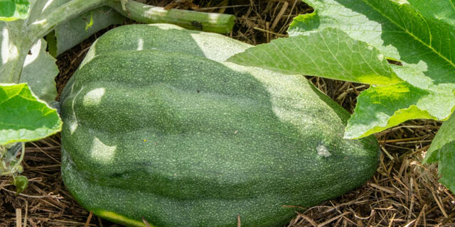 Courges pepo - Royal Acorn