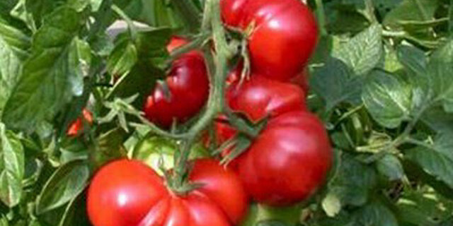 Tomate Rouge - Trèfle du Togo