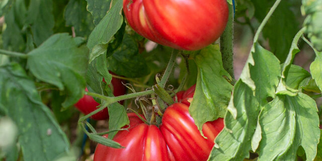 Tomate Rouge - Dinner Plate