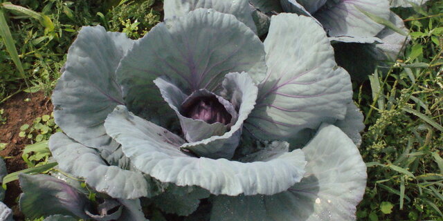 Chou Cabus Rouge - Tête Noire