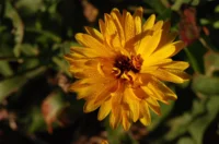 Soucis - Solar Flashback Mix | Association Kokopelli