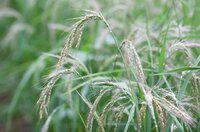 Riz - Duborskian | Association Kokopelli