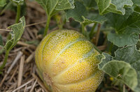 Melons - Vert Grimpant | Association Kokopelli