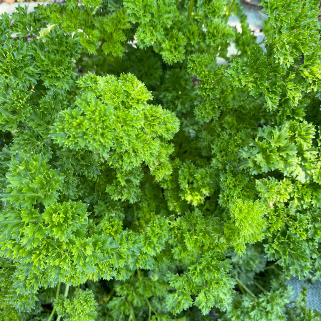 Persils - Frisé | Association Kokopelli