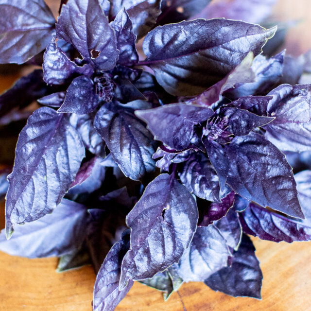 Basilics - Purple Dark Opal | Association Kokopelli