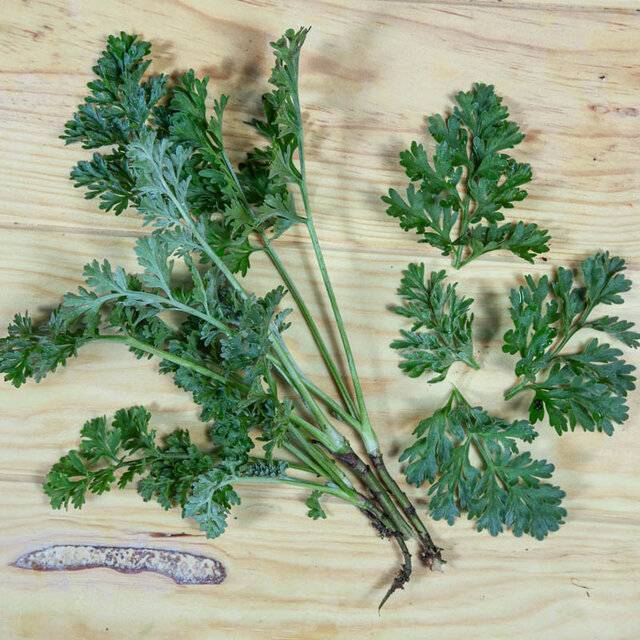 Artemisia - Absinthe | Association Kokopelli