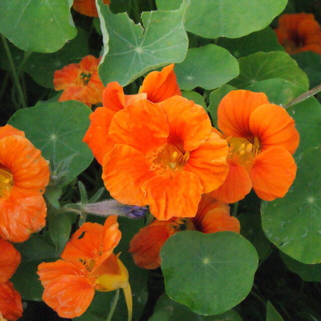 Capucines - En Mélange de Couleurs | Association Kokopelli