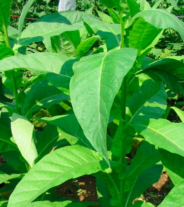 Tabacs - Perique | Association Kokopelli