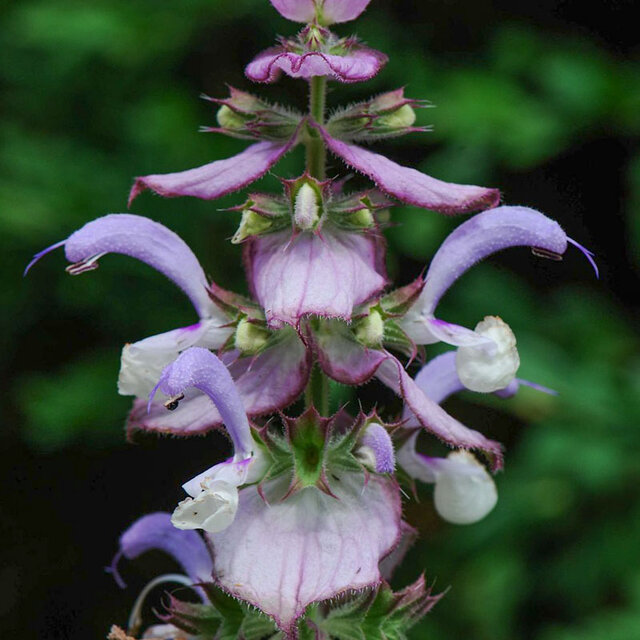 Sauges - Sauge Sclarée | Association Kokopelli