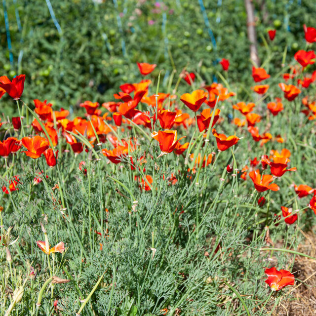 Coquelicots de Californie - Red Chief | Association Kokopelli