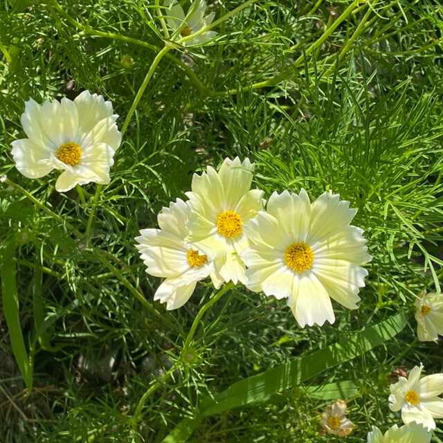 Cosmos - Xanthos | Association Kokopelli