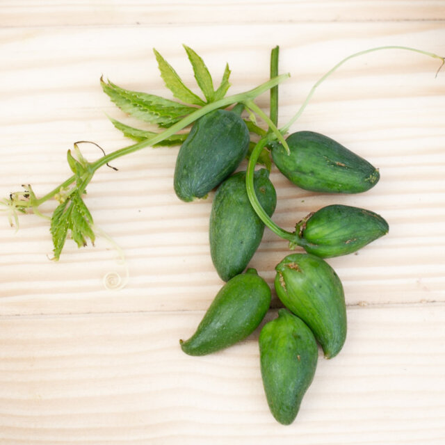 Cyclanthères - Achocha | Association Kokopelli