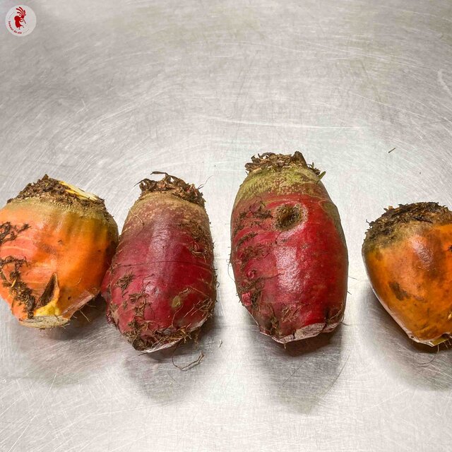 Betterave En Mélange de Couleurs - 3 Root Grex | Association Kokopelli