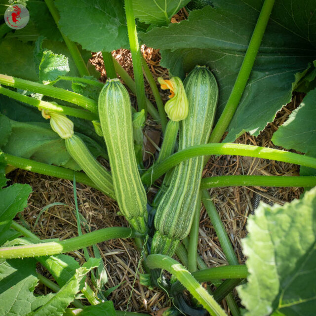 Courgette Longue de Toscane - Allongée | Association Kokopelli