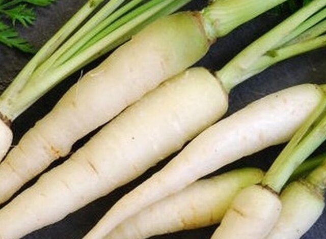 Carotte Blanche - Lunar White | Association Kokopelli