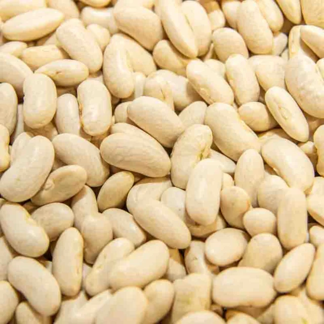 Haricot à Écosser Nain - Cannellini | Association Kokopelli