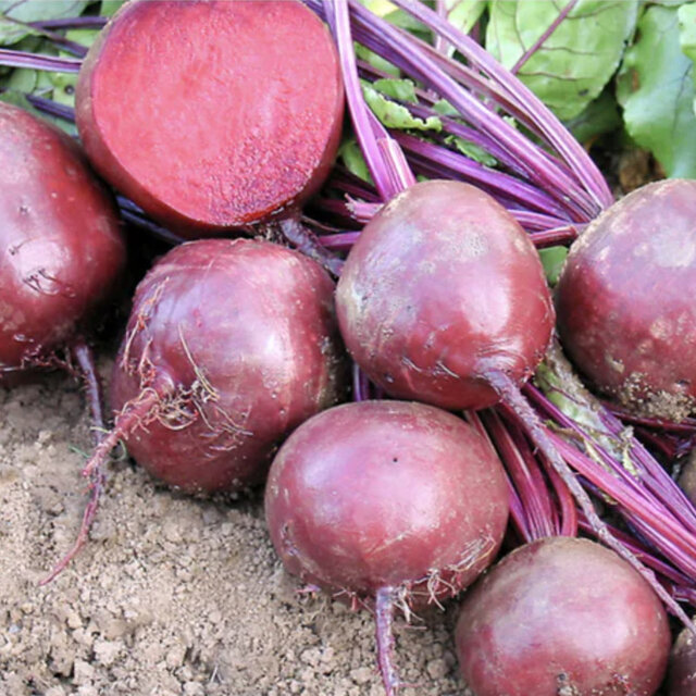 Betterave Rouge - Robuschka | Association Kokopelli