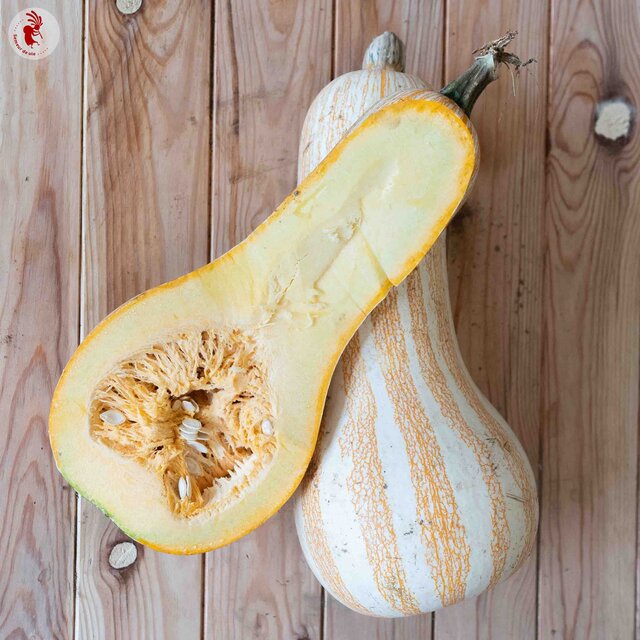 Courges Argyrosperma - Orange Cushaw | Association Kokopelli