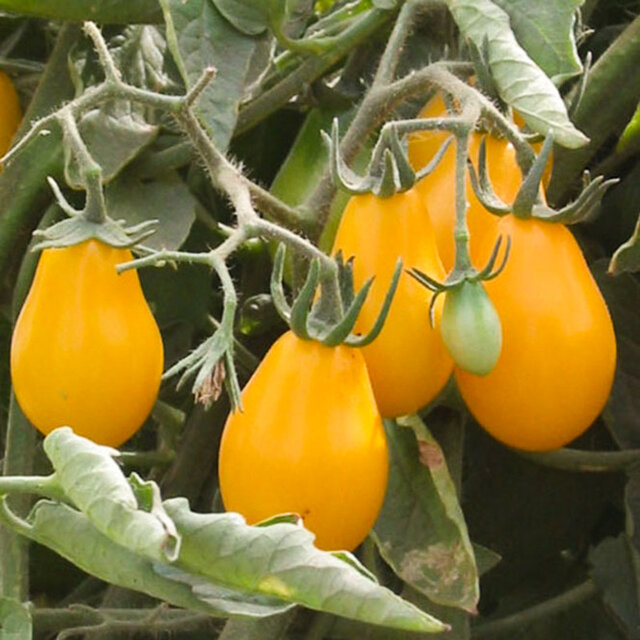 Tomate Jaune - Cœur de Pigeon | Association Kokopelli