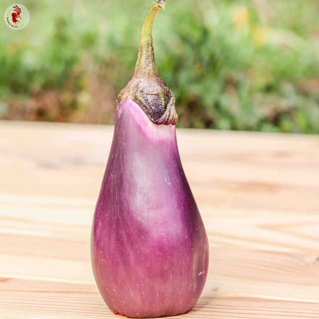 Aubergines - Japonaise de la Levée | Association Kokopelli