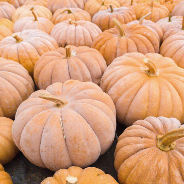 Courges Moschata - Banat | Association Kokopelli