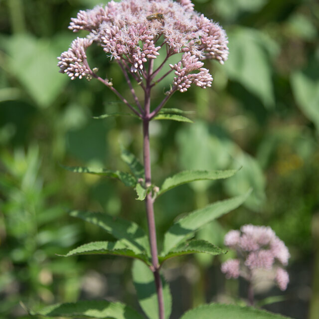 Eupatorium - Eupatorium maculatum | Association Kokopelli