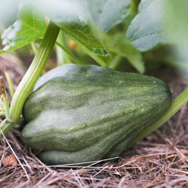 Courges Pepo - Royal Acorn | Association Kokopelli