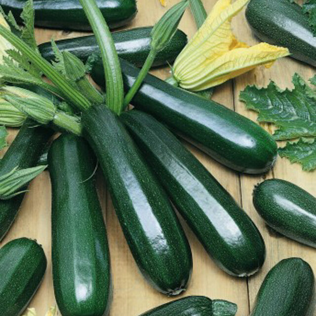 Courgette Verte Noire Maraichère - Allongée | Association Kokopelli