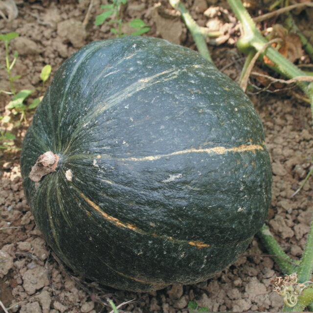 Courge Kabocha | Association Kokopelli