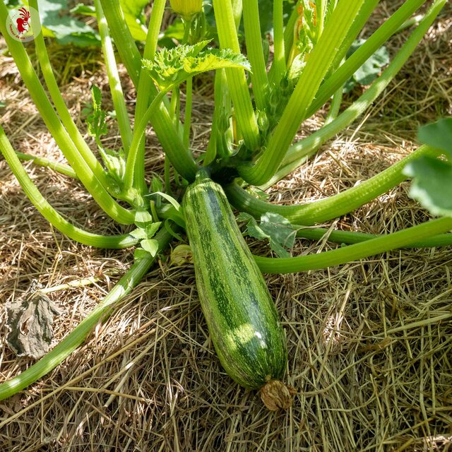 Courgette Nimba - Allongée | Association Kokopelli