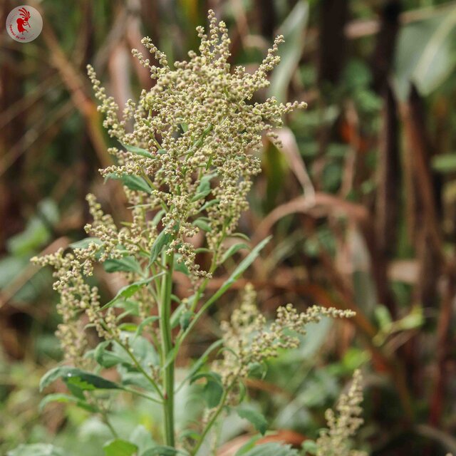 Chénopodes et Compagnie - Magenta Spreen | Association Kokopelli