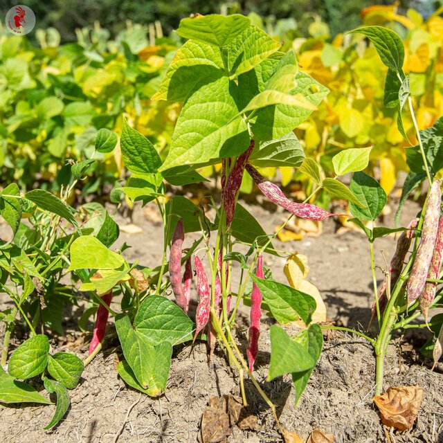 Haricot à Écosser Nain - Rose d’Eyragues | Association Kokopelli
