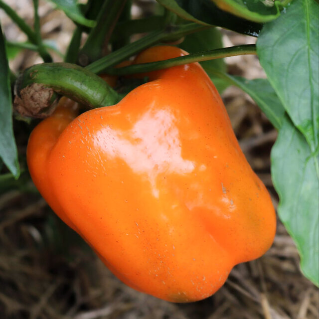 Piment Doux / Poivron - California Wonder Orange | Association Kokopelli