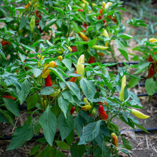 Piment Fort - Hungarian Hot Wax | Association Kokopelli