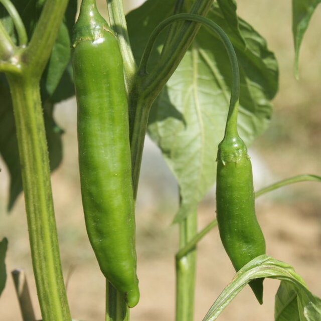 Piment Très Fort - Aji Yellow | Association Kokopelli