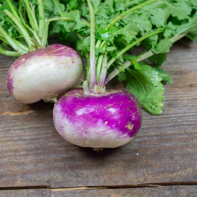 Navet De Milan à Collet Rose | Association Kokopelli