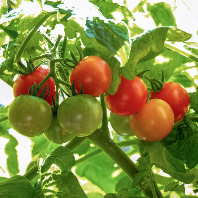 Tomate-Cerise Rouge - Red Robin | Association Kokopelli