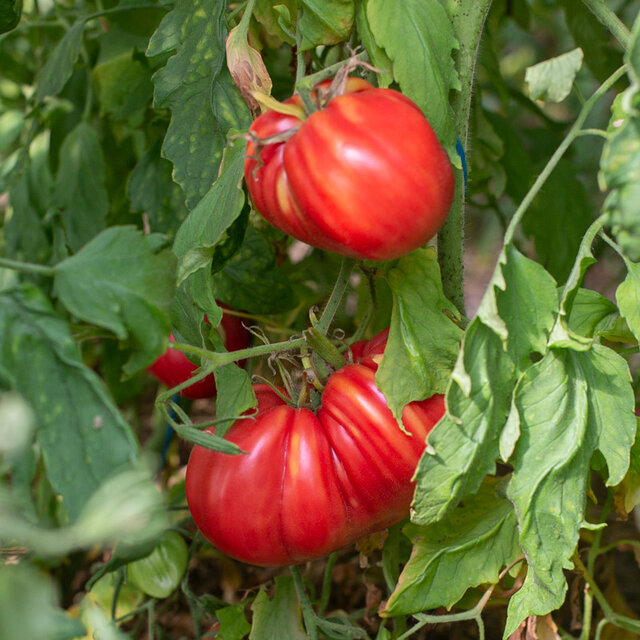 Tomate Rouge - Dinner Plate | Association Kokopelli