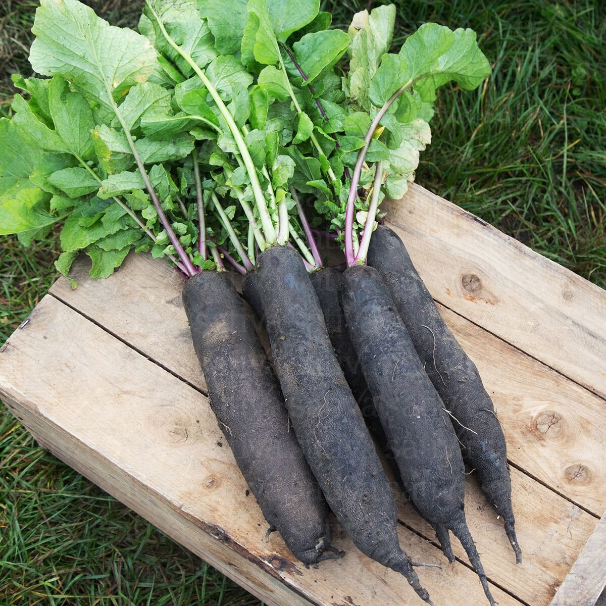 Radis - Long Poids d’Horloge | Association Kokopelli