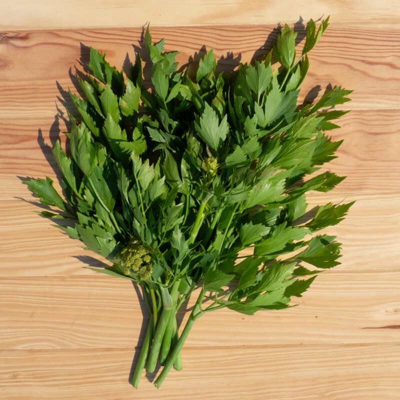 Livèches - Ache des Montagnes