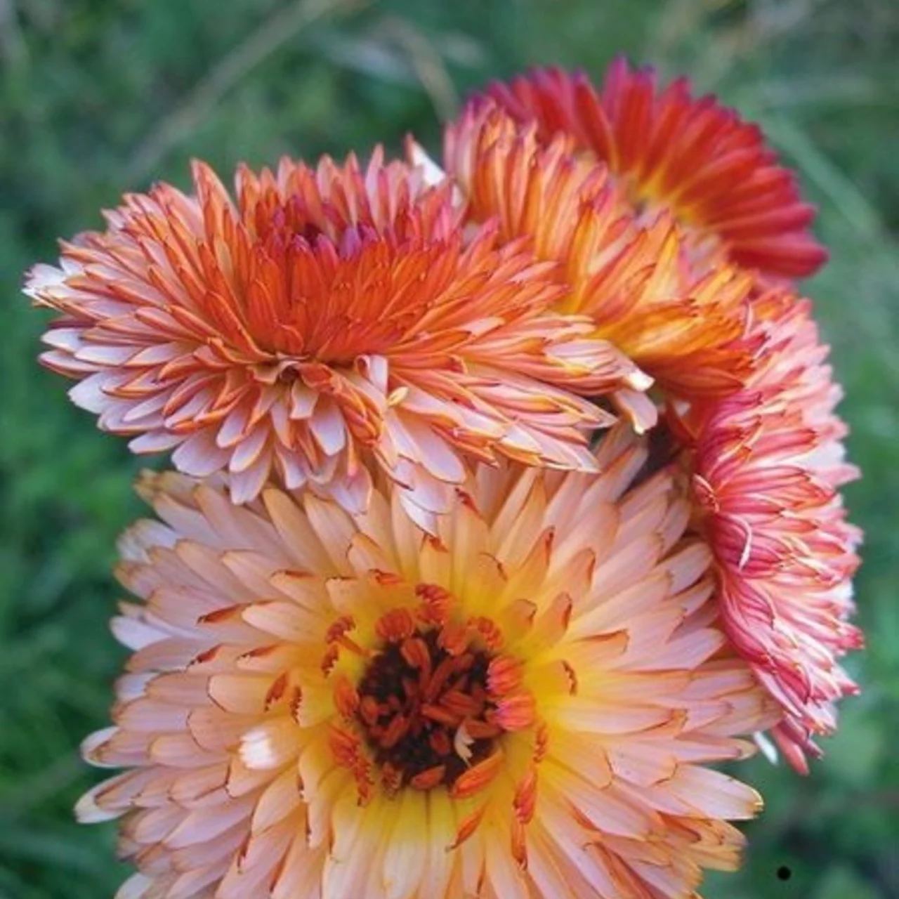 Soucis - Triangle Flashback Zeolight