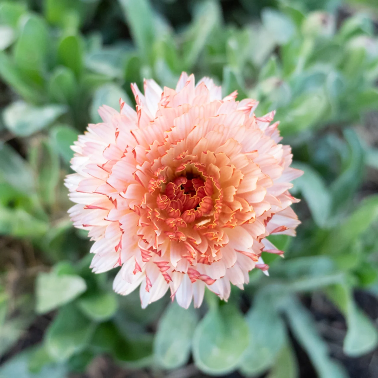 Soucis - Triangle Flashback Zeolight