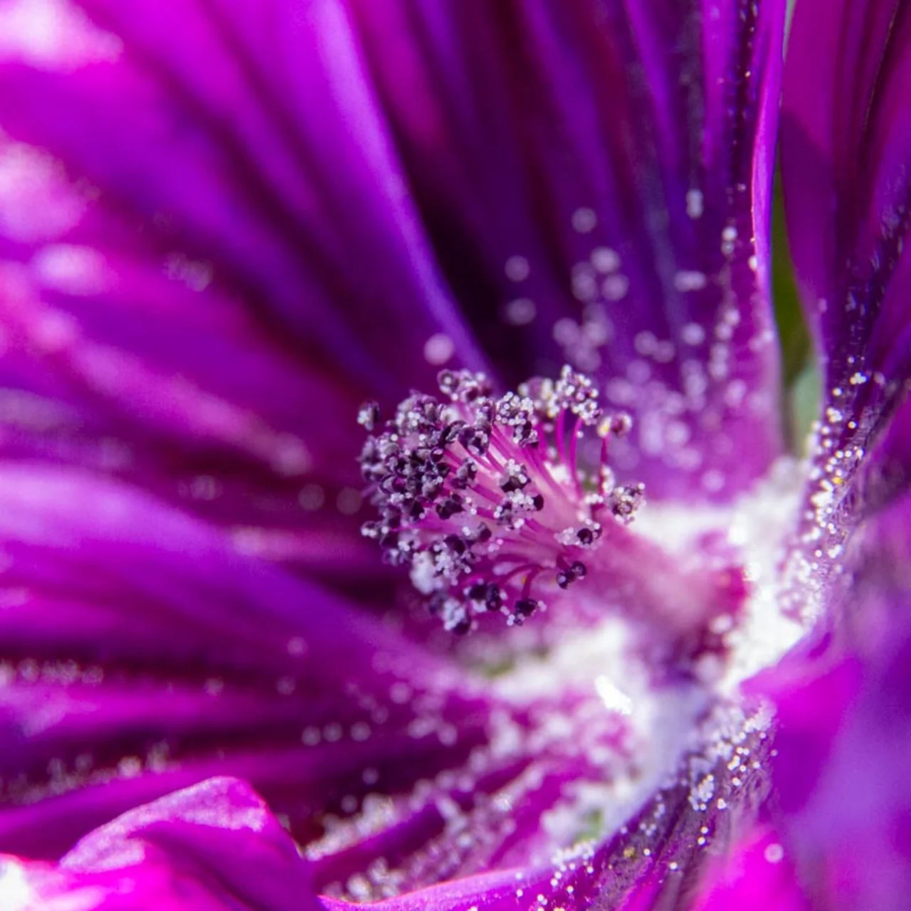 Mauves - Grande Mauve