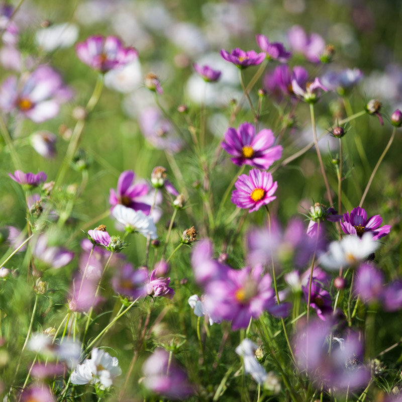 Cosmos - Candy Stripe