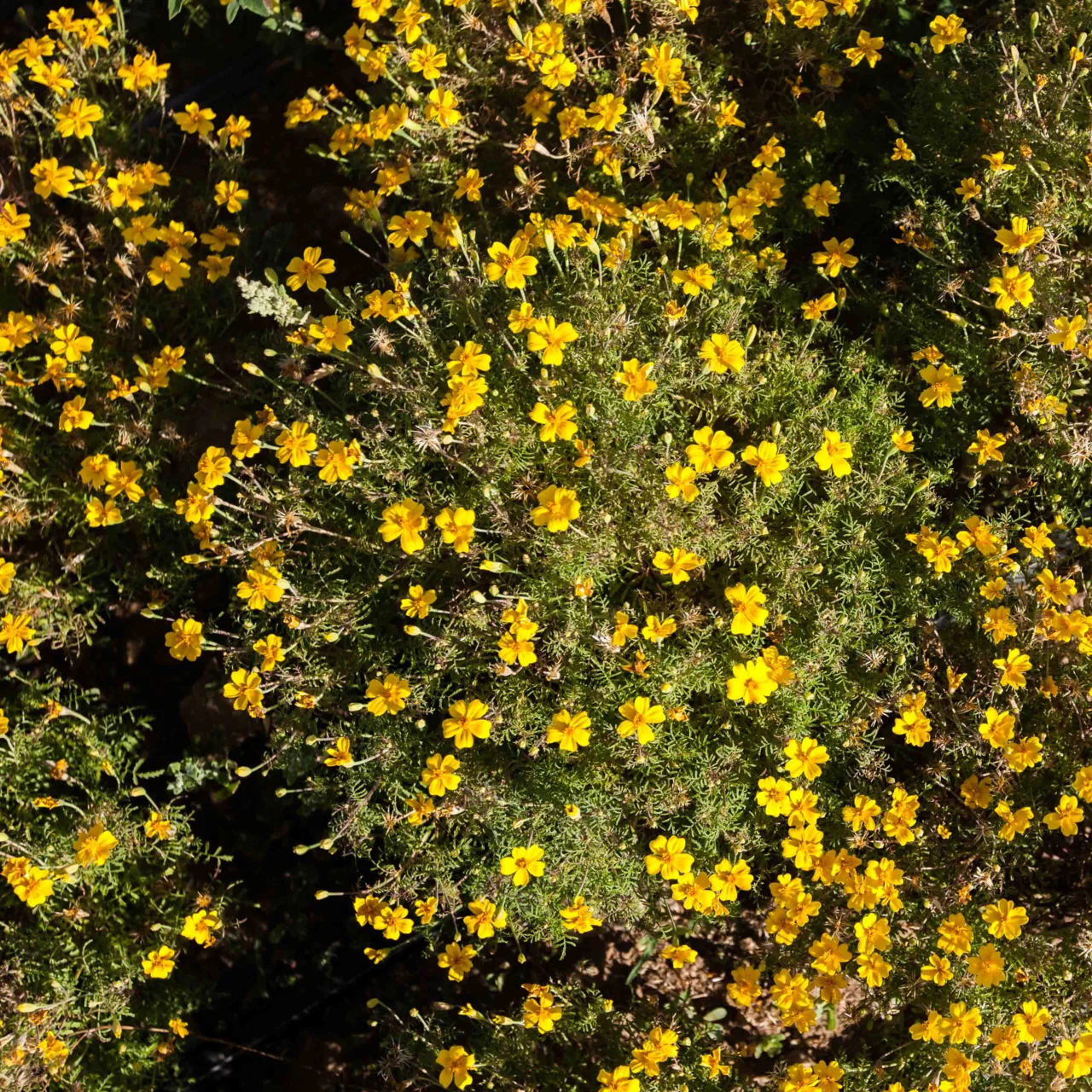 Tagètes - Lemon Gem