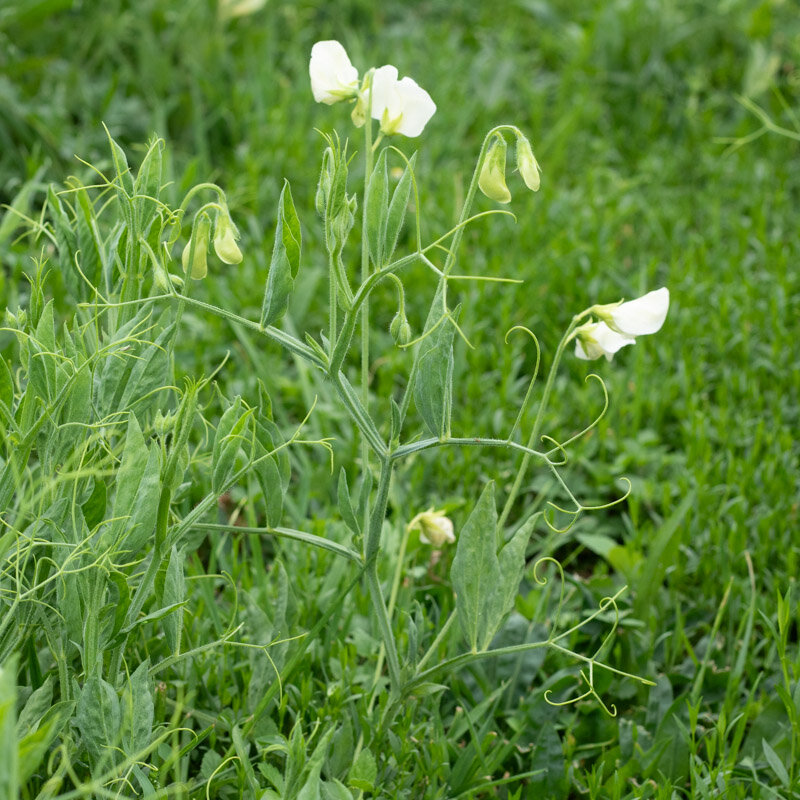 Pois de senteur - Mrs. Collier