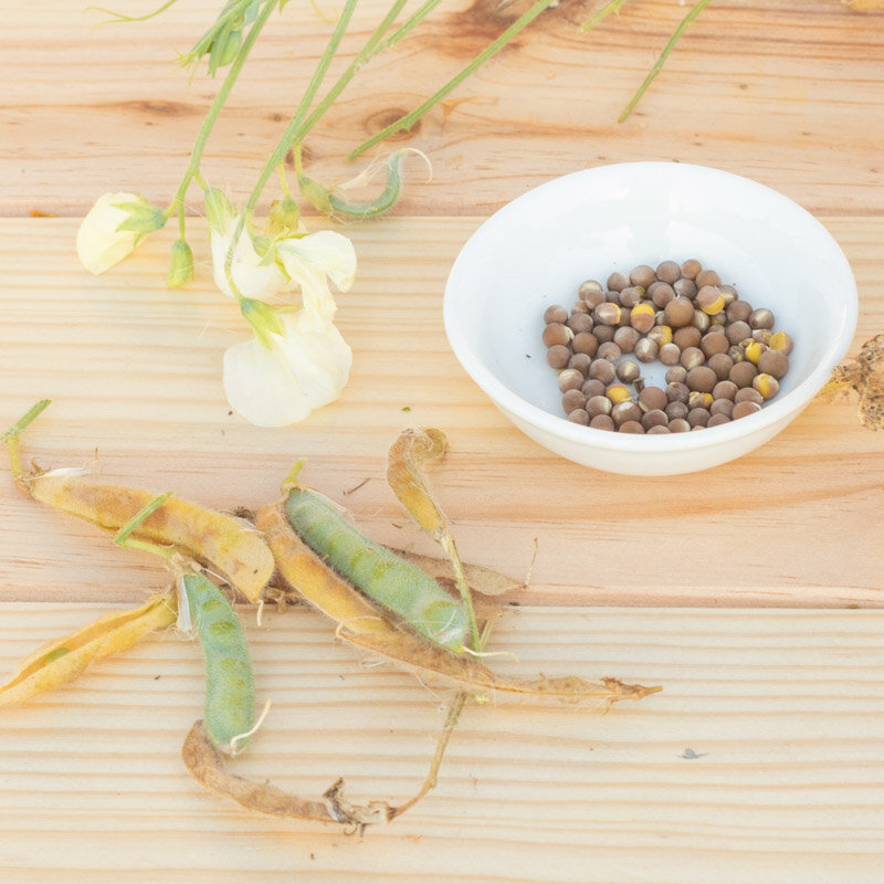 Pois de senteur - Mrs. Collier